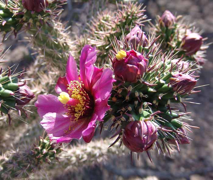 Cholla