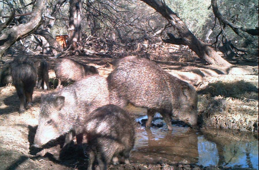 Javelina
